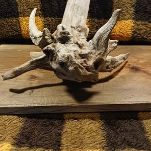 The Amazing Alien Cedar Driftwood Roots, Unfinished Wood Weathered ...