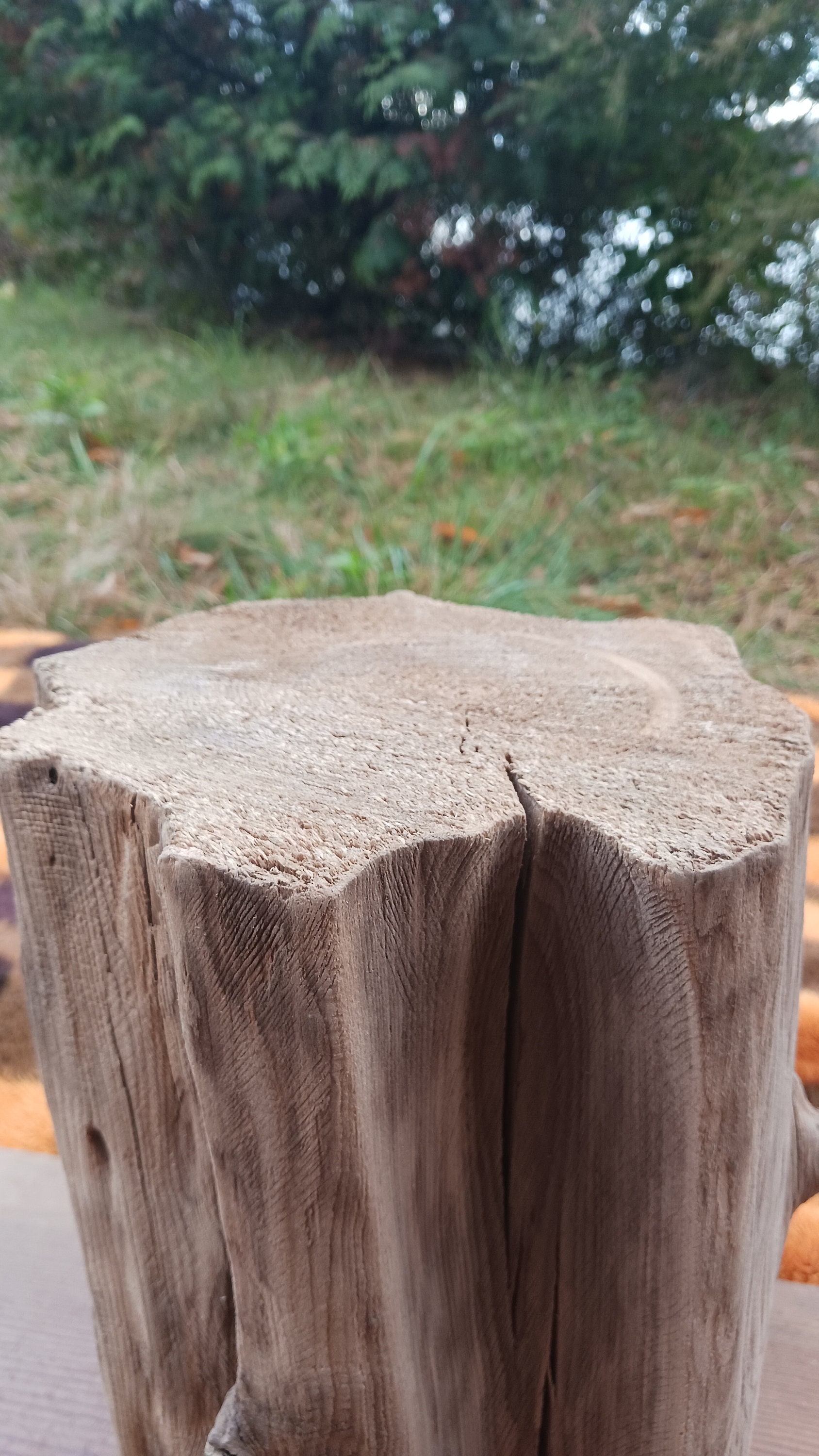 Driftwood Stump Riser Cedar Deadwood Craft Log Display - Etsy