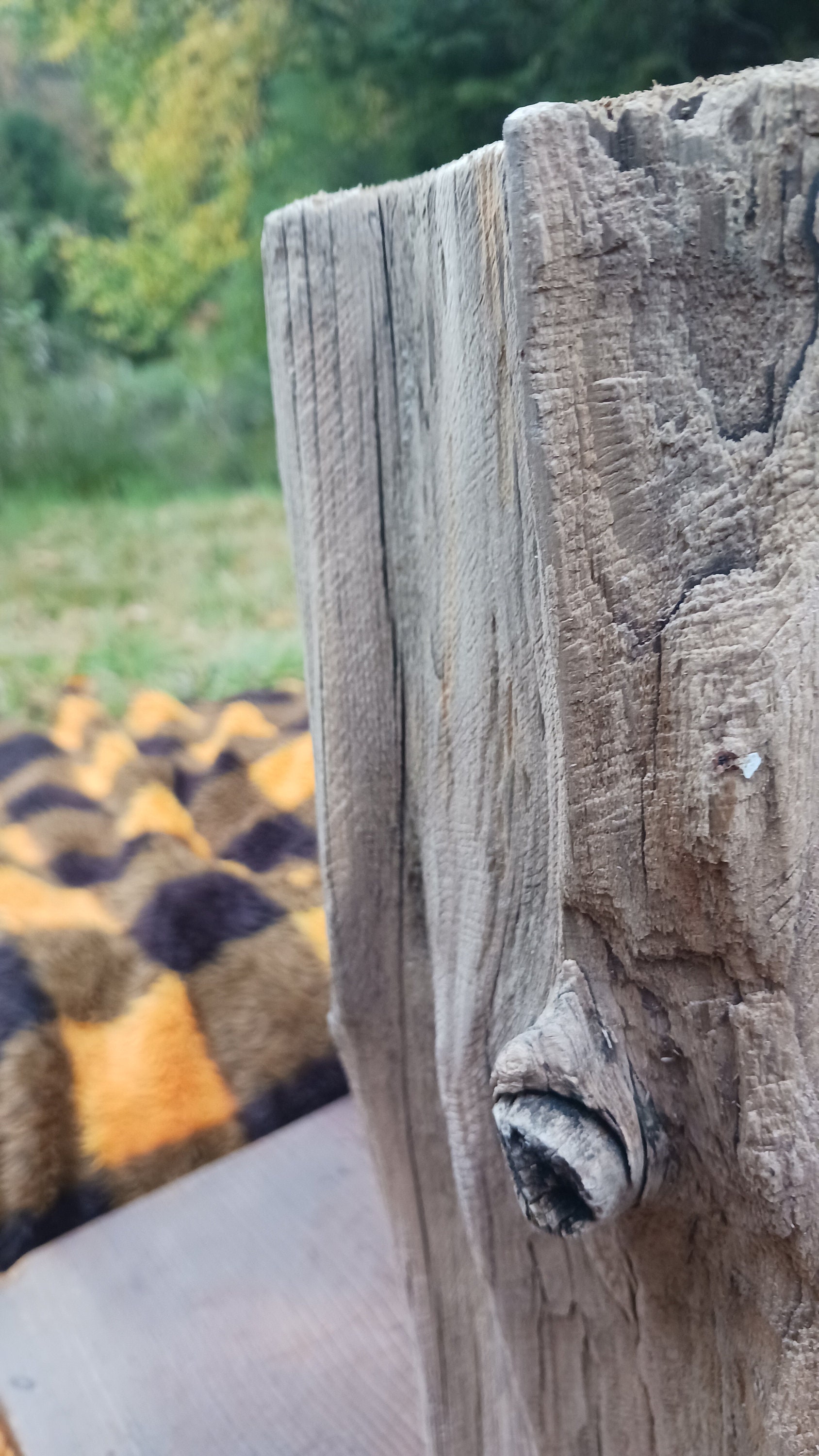 Driftwood Stump Riser Cedar Deadwood Craft Log Display - Etsy