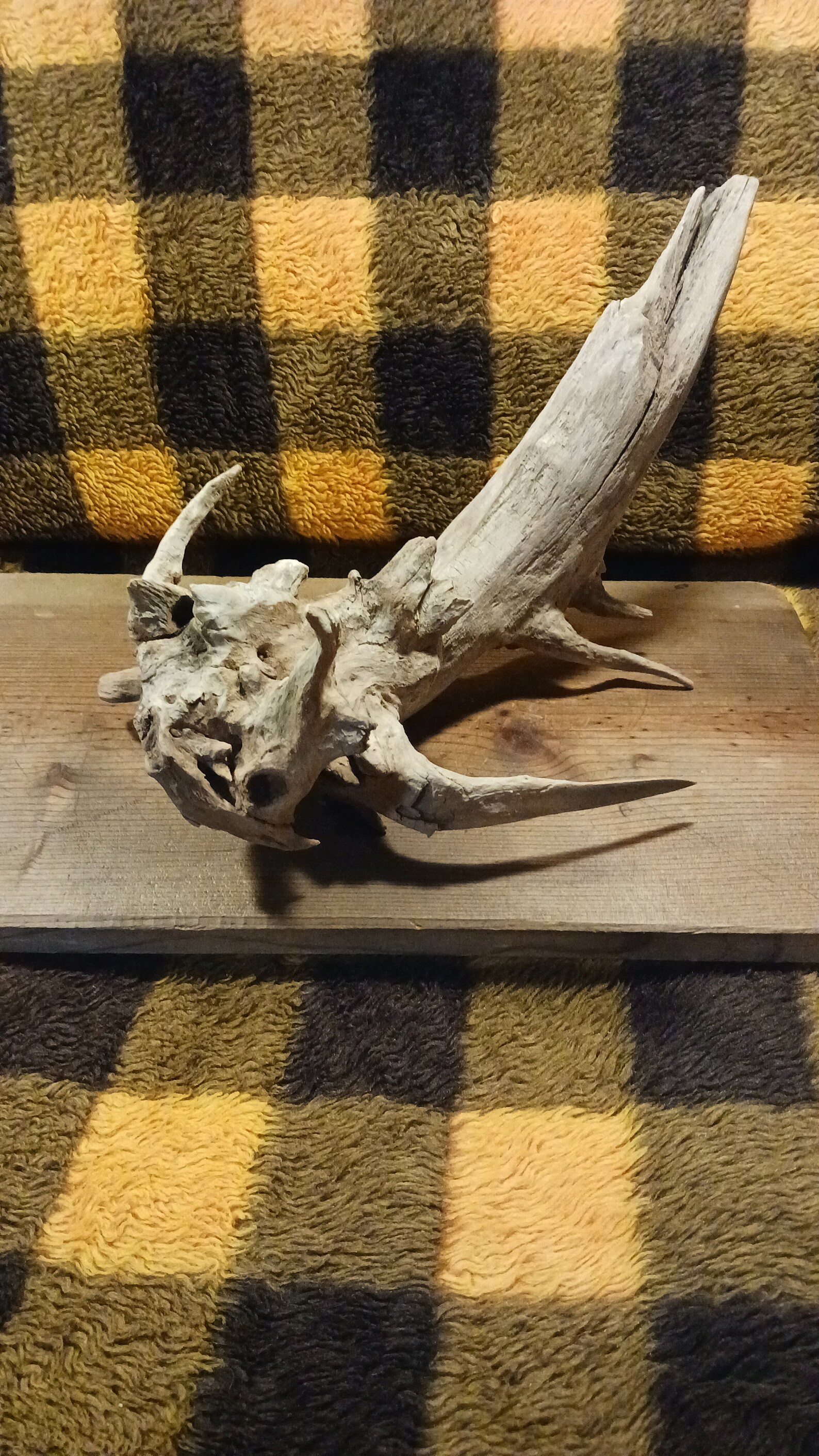 The Amazing Alien Cedar Driftwood Roots, Unfinished Wood Weathered ...