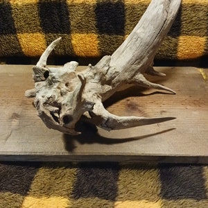 The Amazing Alien Cedar Driftwood Roots, Unfinished Wood Weathered ...