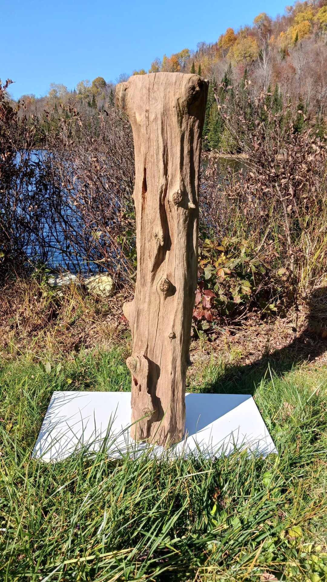 BIG! Driftwood Stump Riser, Cedar Reclaimed Wood Display, Unfinished ...