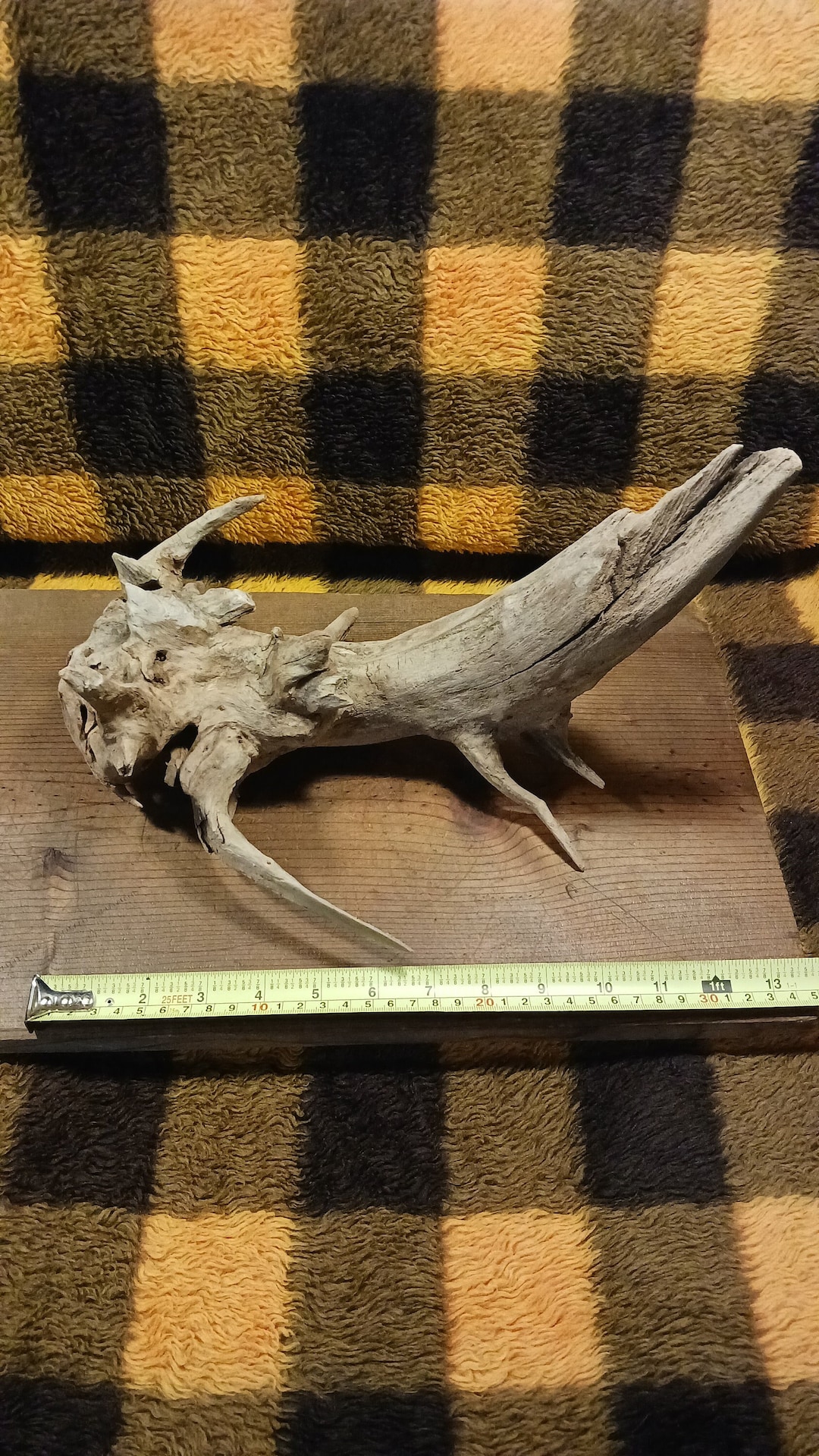 The Amazing Alien Cedar Driftwood Roots, Unfinished Wood Weathered ...