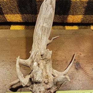 The Amazing Alien Cedar Driftwood Roots, Unfinished Wood Weathered ...