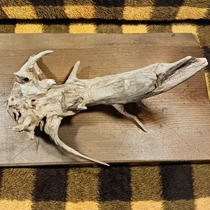 The Amazing Alien Cedar Driftwood Roots, Unfinished Wood Weathered ...