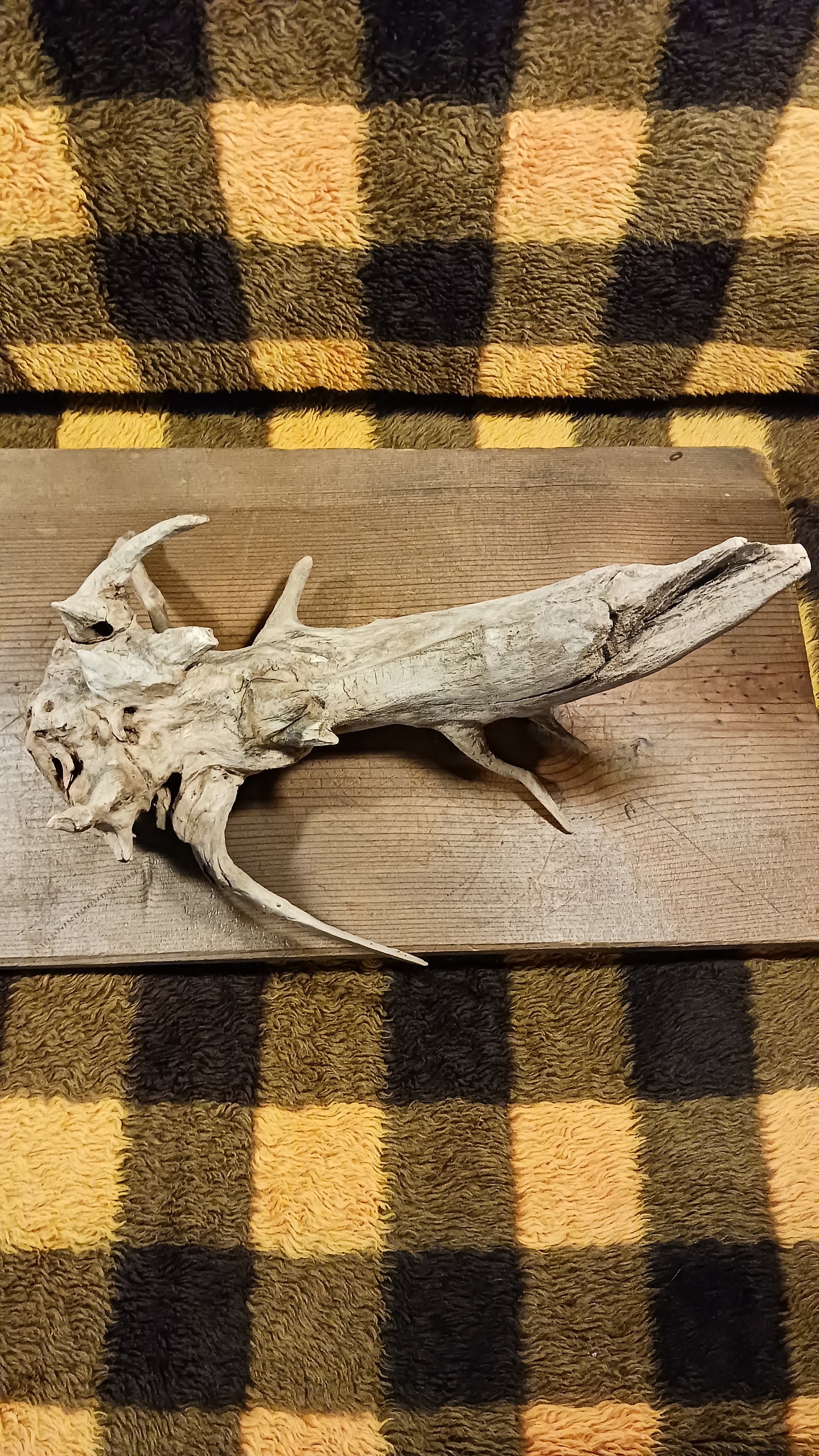 The Amazing Alien Cedar Driftwood Roots Unfinished Wood - Etsy