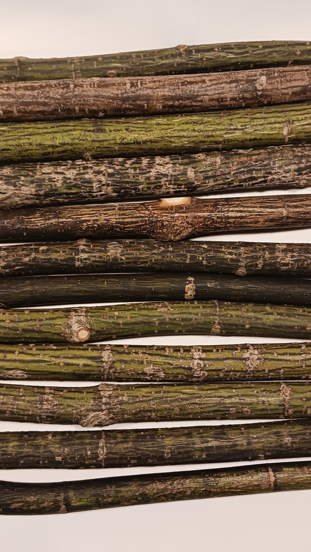 Striped Maple Logs. 12 Pieces of Natural Tree Branches With Bark for ...
