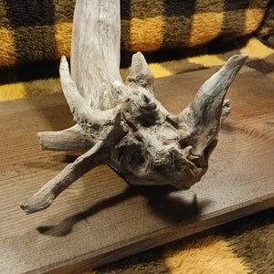 The Amazing Alien Cedar Driftwood Roots, Unfinished Wood Weathered ...