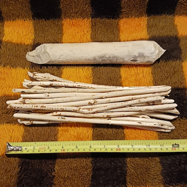 Beaver Chewed Wood - Etsy Canada