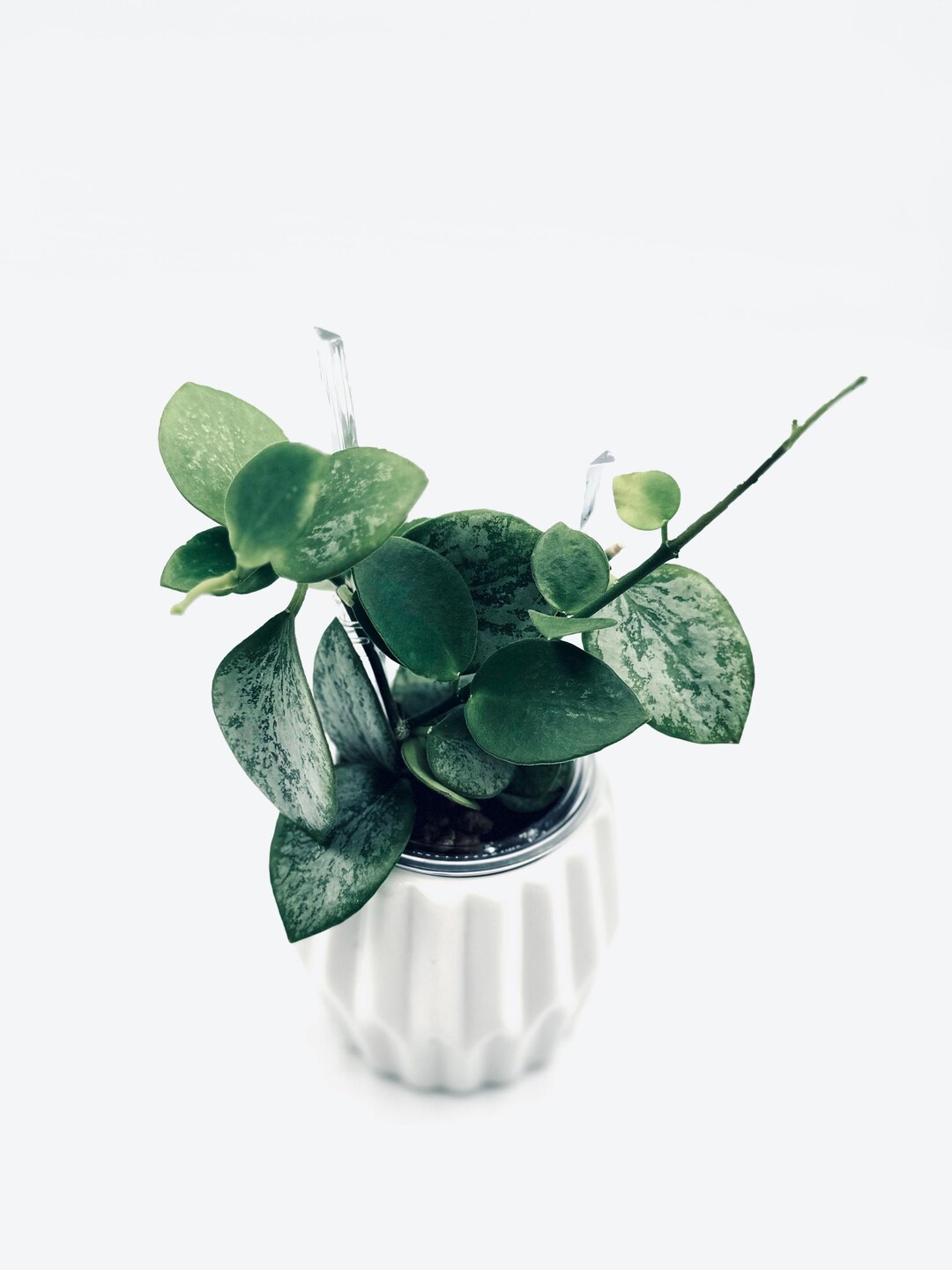 Hoya Biakensis Splash - Etsy