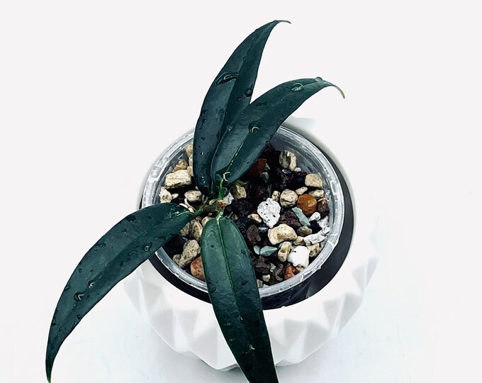Rare Hoya IM-04 (paradisea) - Etsy