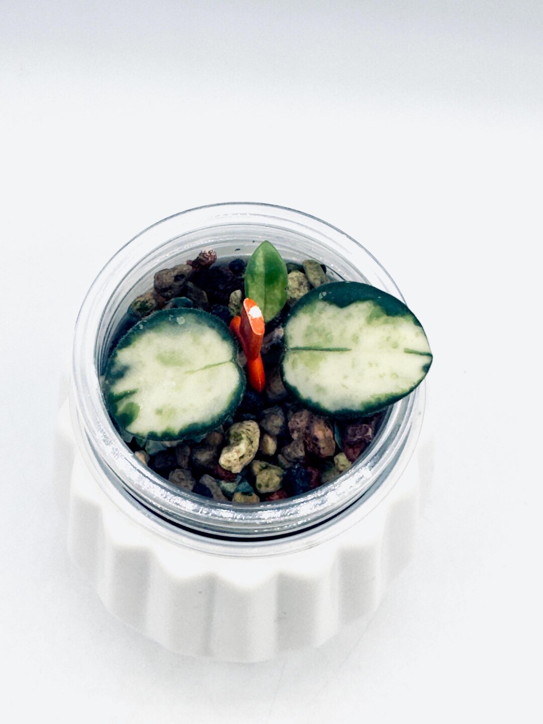 Hoya Mathilde Variegated - New Growth - Etsy