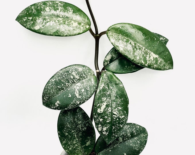 Hoya Millie Splash - Etsy