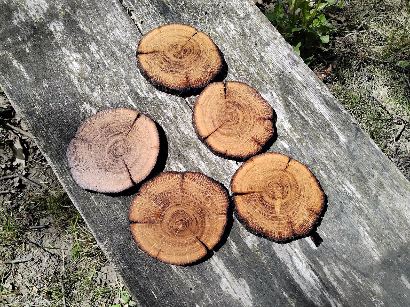 Set of 100 Oak Wood Slices - Etsy