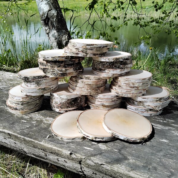 Birch Tree Slice - Etsy