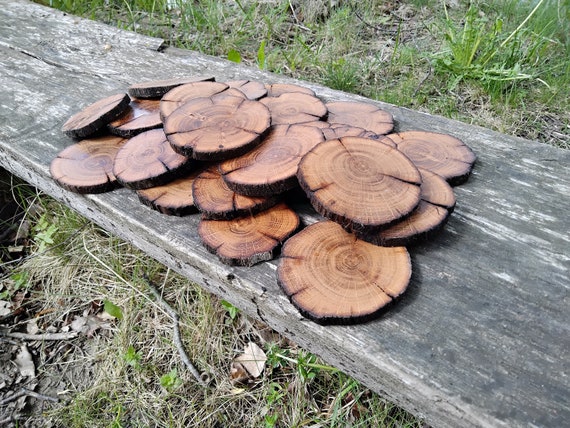 Set of 1000 Oak Wood Slices | Etsy