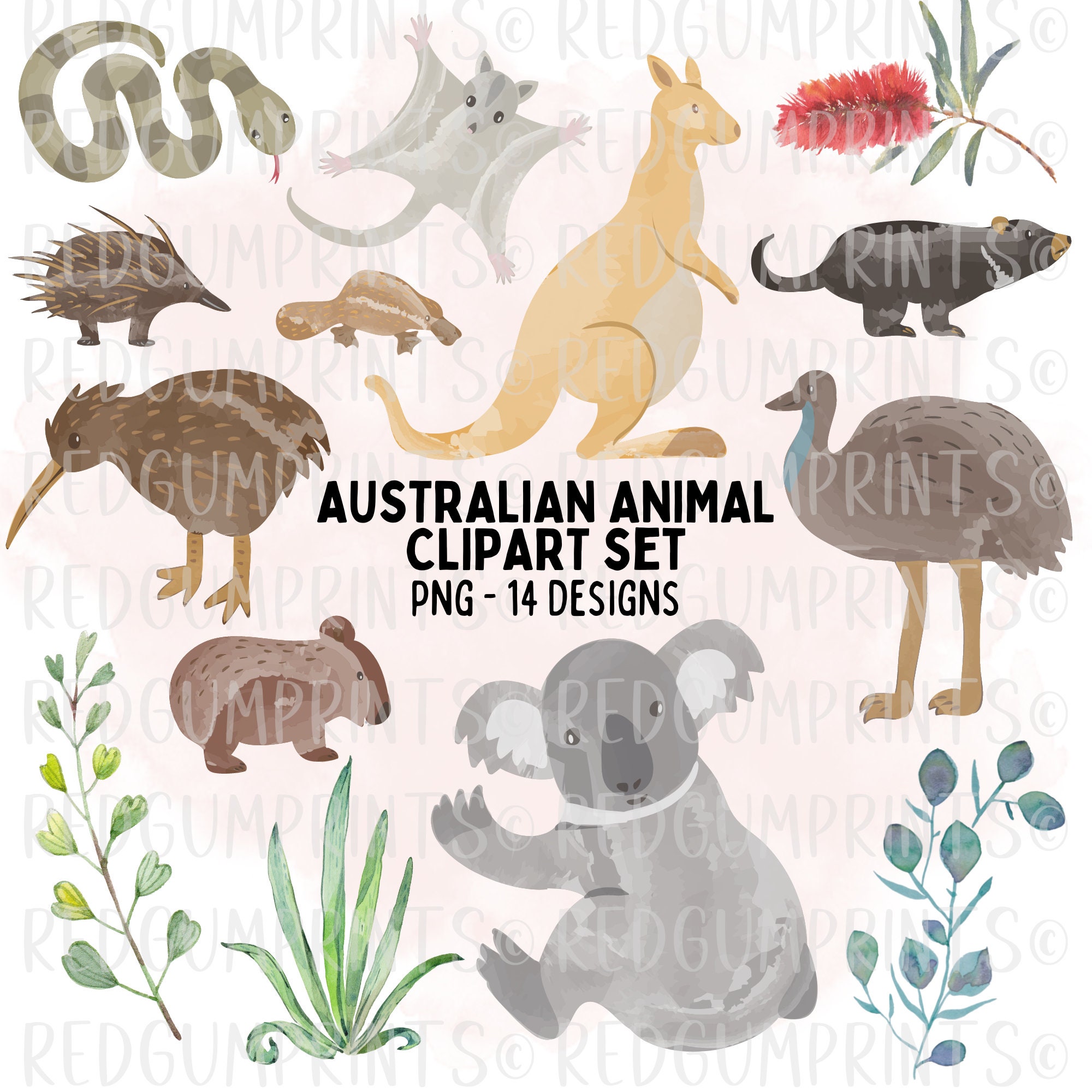 Australian Animal Clipart, Animal Clipart, PNG, Clip Art, Water Colour ...