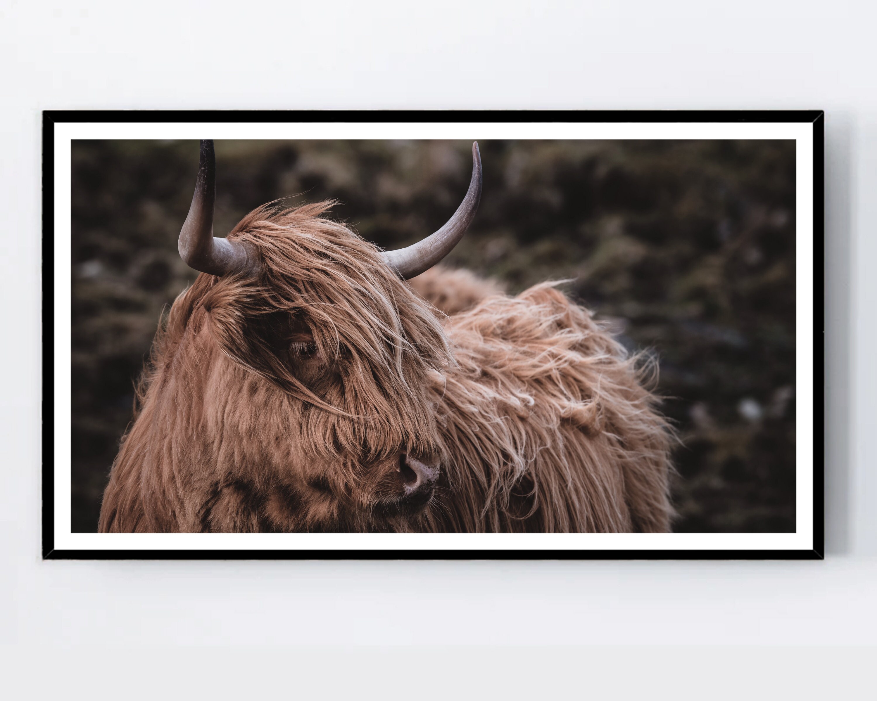 Highland Cow Print for the Frame Tv Art Samsung Frame TV Art - Etsy