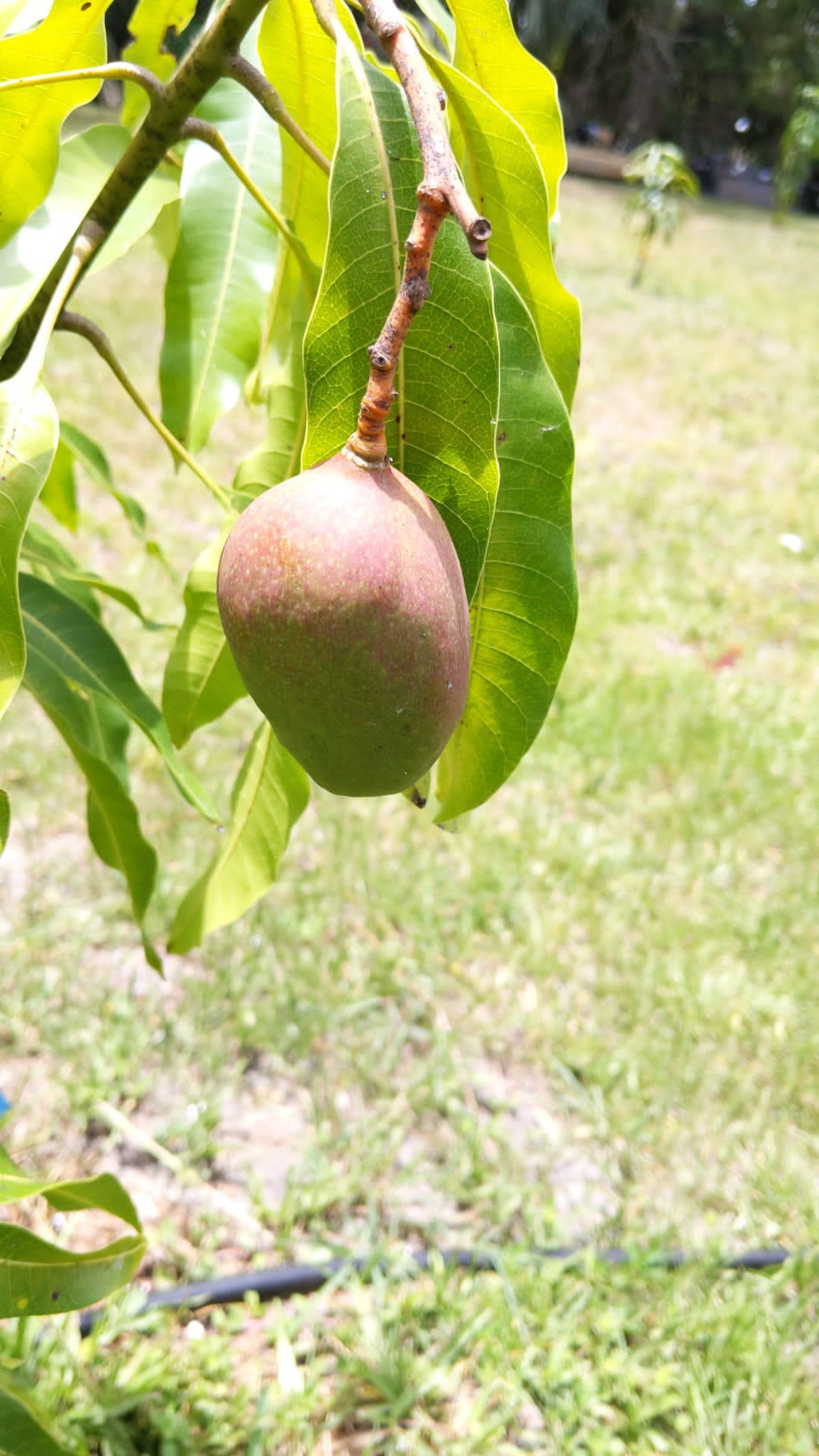 Mango Scions for graft mix and match | Etsy