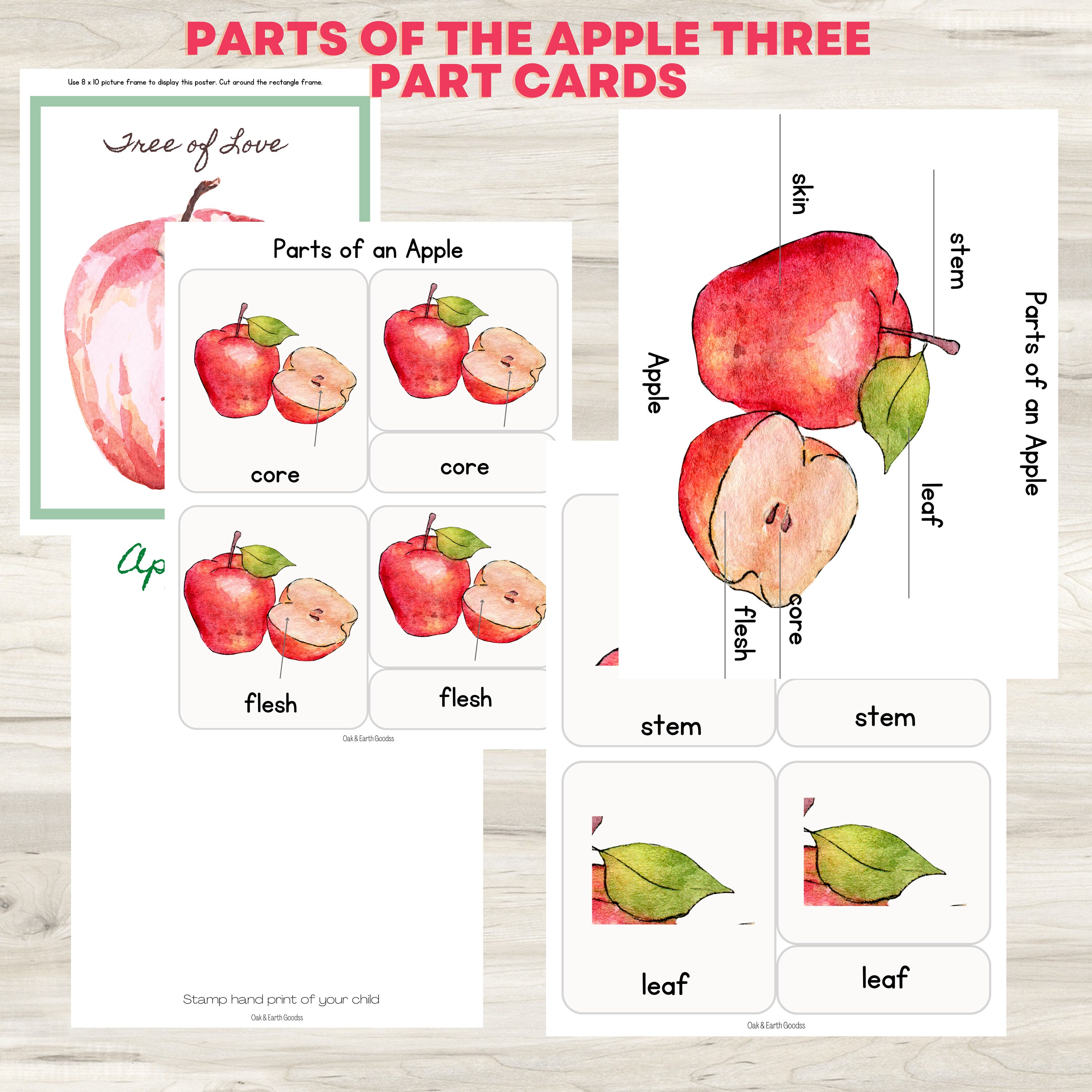 Apple Theme Montessori Three Part Cards | Parts of the Apple | Apple ...