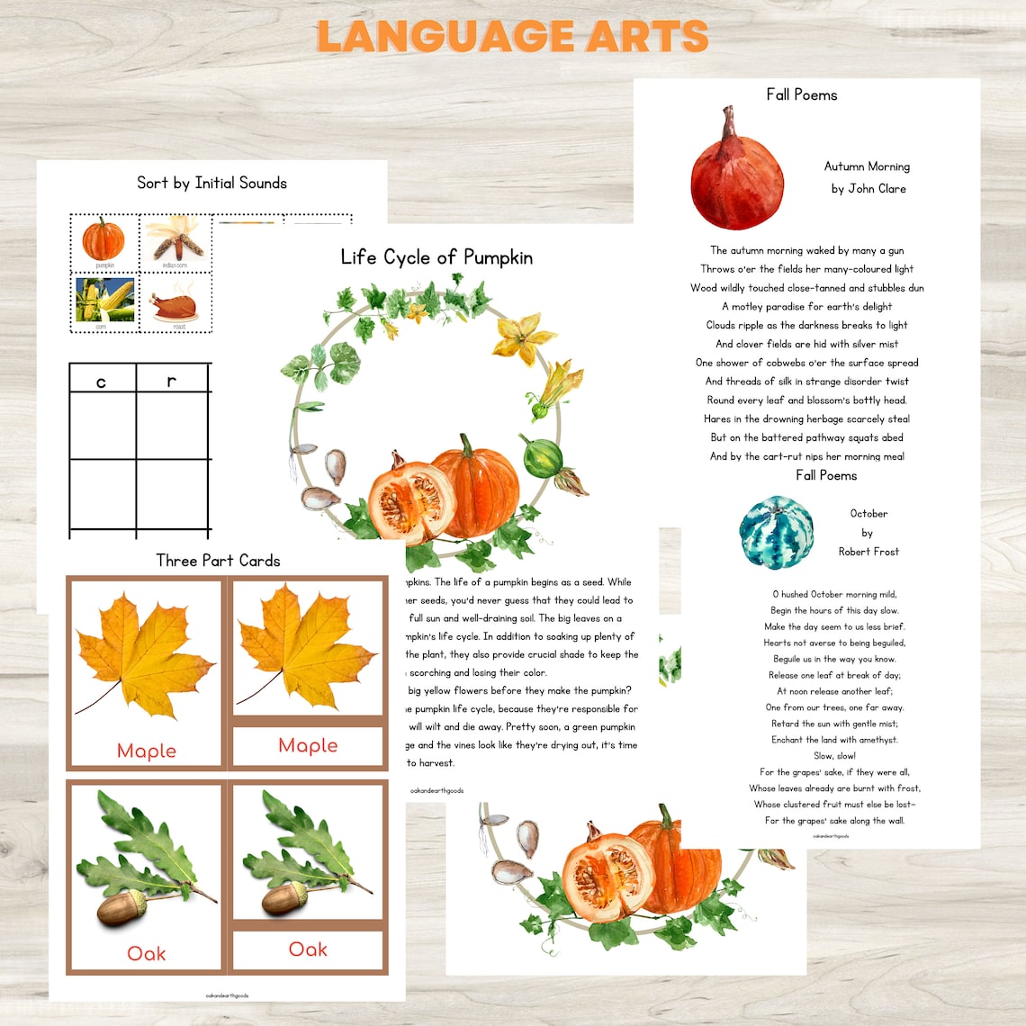 Lifecycle of Pumpkin Fall Printables Montessori Three Part - Etsy