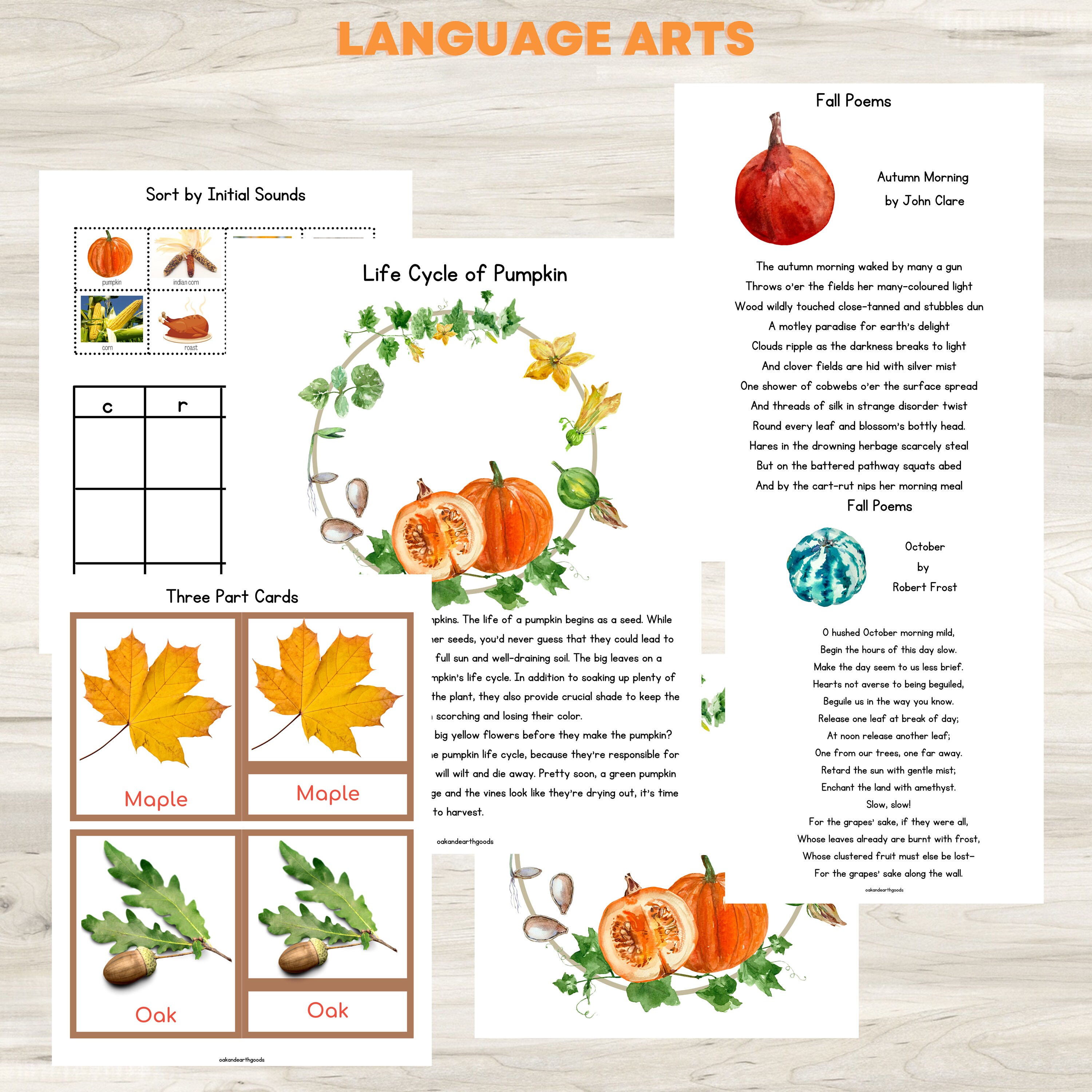 Lifecycle of Pumpkin Fall Printables Montessori Three Part - Etsy