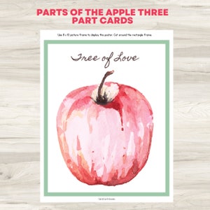 Apple Theme Montessori Three Part Cards Parts of the Apple - Etsy