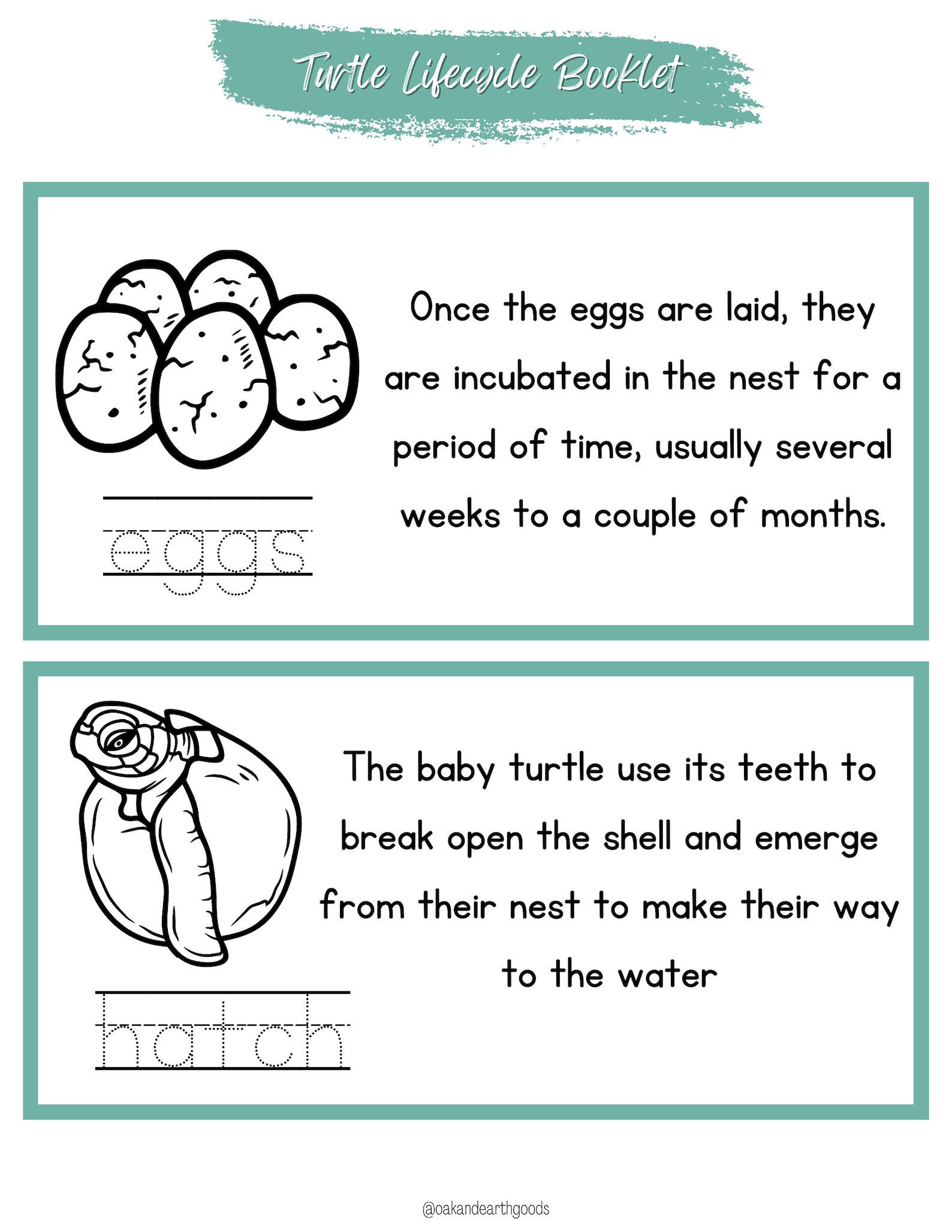 Turtle Unit Study | Montessori Turtle Unit Study | Parts of the Turtle ...
