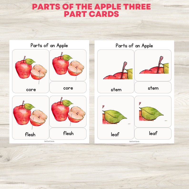 Apple Theme Montessori Three Part Cards Parts of the Apple - Etsy