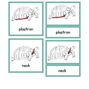 Turtle Unit Study | Montessori Turtle Unit Study | Parts of the Turtle ...