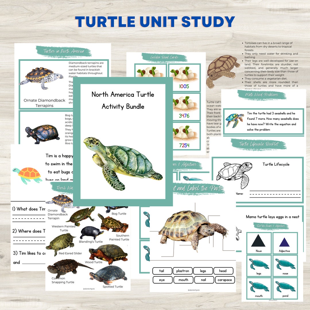 Turtle Unit Study | Montessori Turtle Unit Study | Parts of the Turtle ...