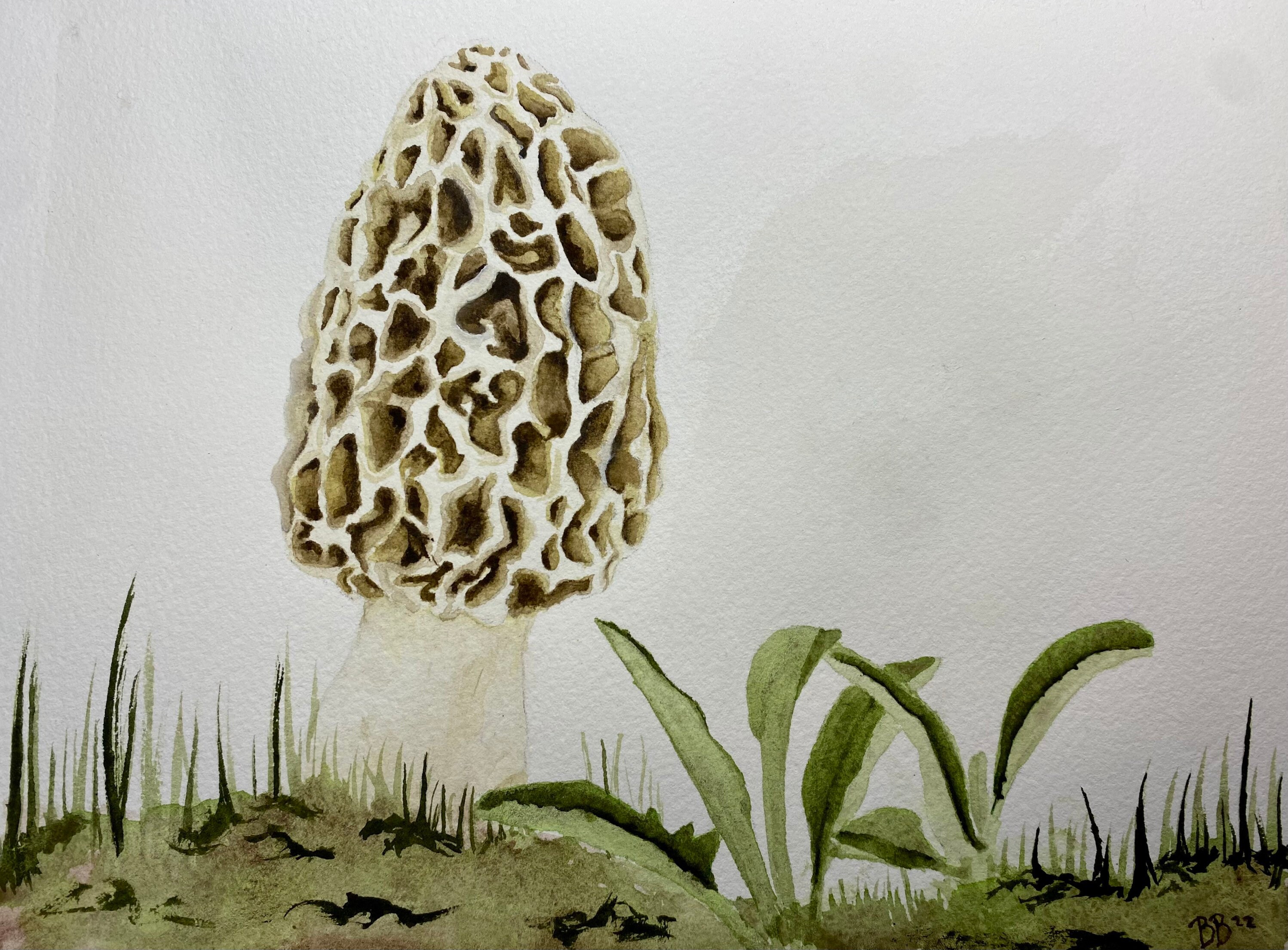 Morel Mushroom Watercolor Original Painting - Etsy