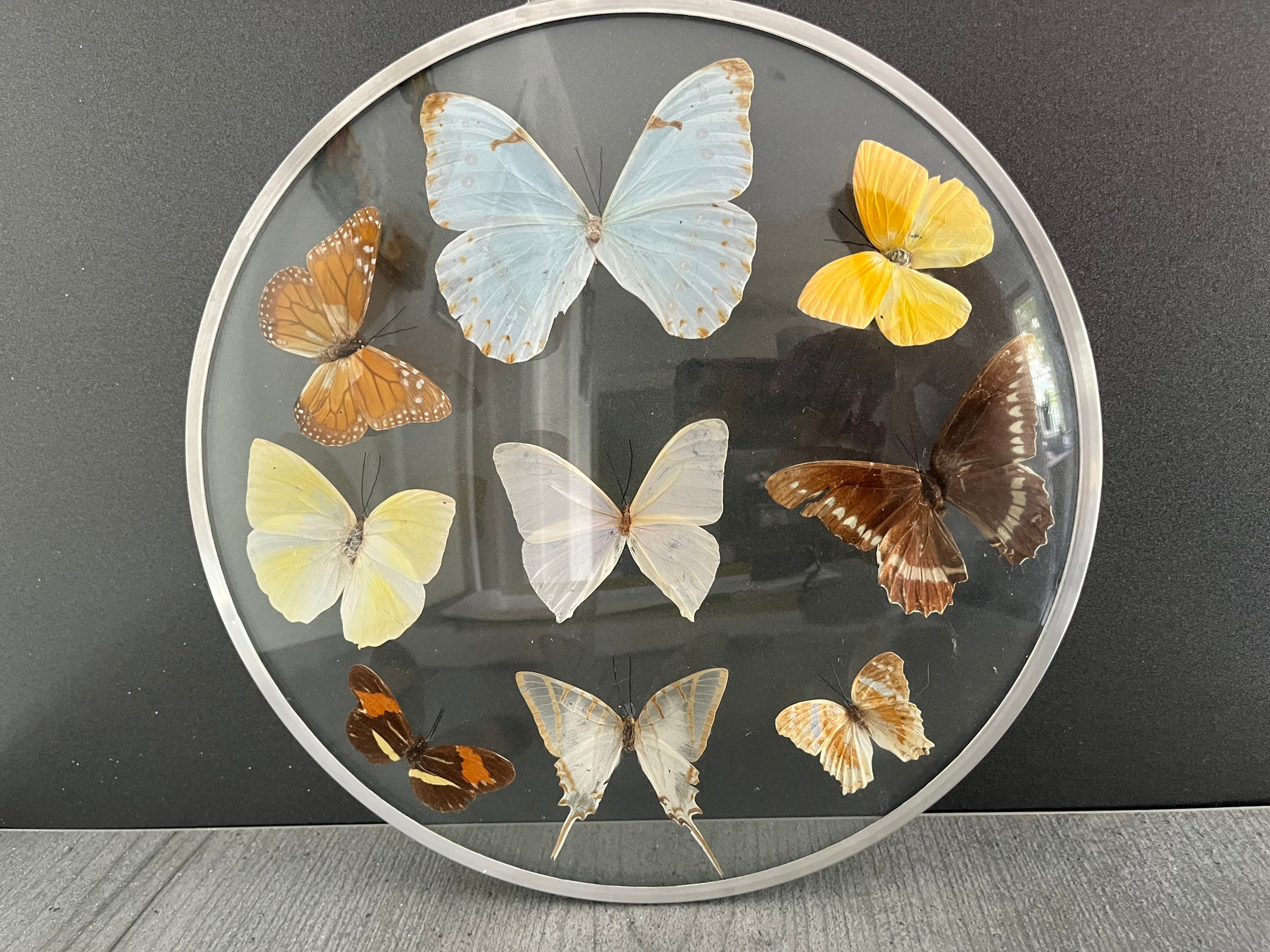 Nine Beautiful Butterflies in Glass Dome - Etsy