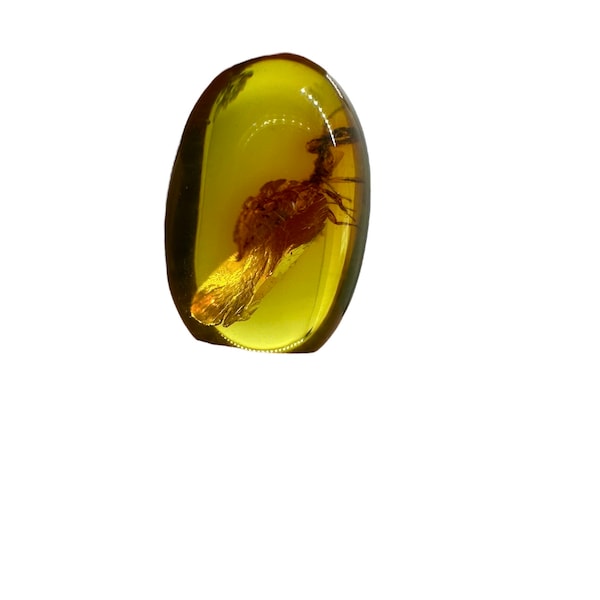 Amber With Insect - Etsy