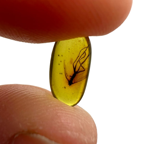 Amber With Bugs in It - Etsy