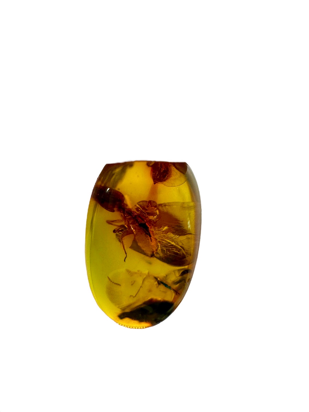Baltic Amber With Insect Bugs Inclusion Polished Crystal All Natural ...
