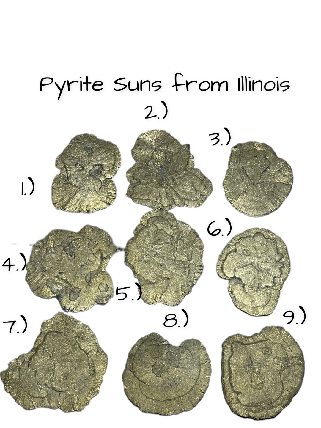 GOLD Rare Pyrite Suns From Sparta,illinois Crystal’s Mineral Specimen ...