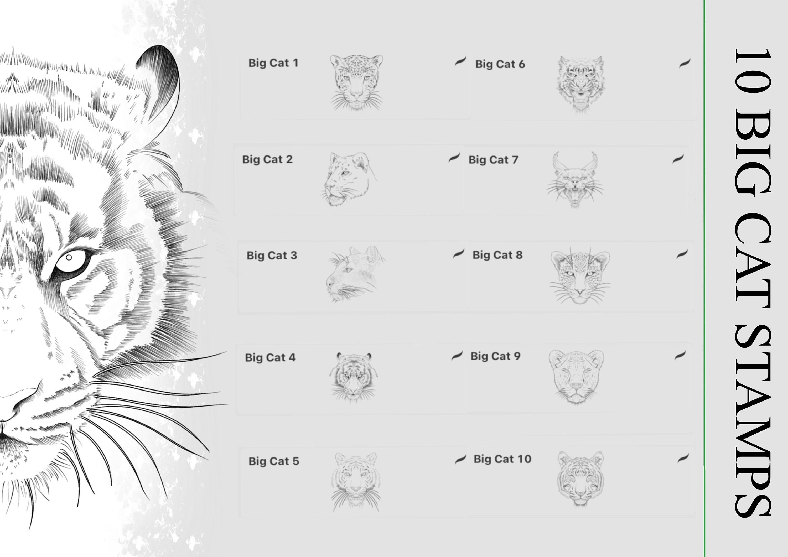 Big Cat Procreate Stamps 10 Detailed Procreate Brushes - Etsy