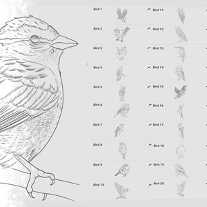 Bird Procreate Brushes - 20 Procreate Stamp Set - Detailed Bird Brushes ...