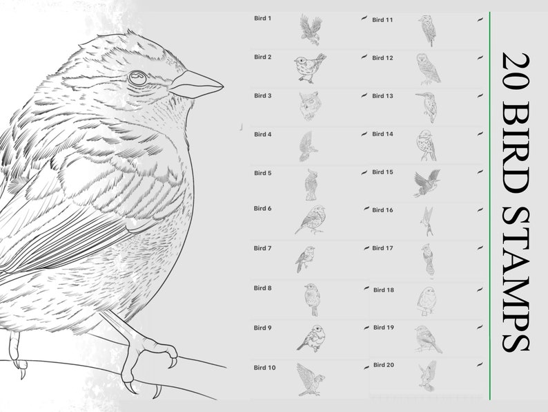 Bird Procreate Brushes 20 Procreate Stamp Set Detailed | Etsy