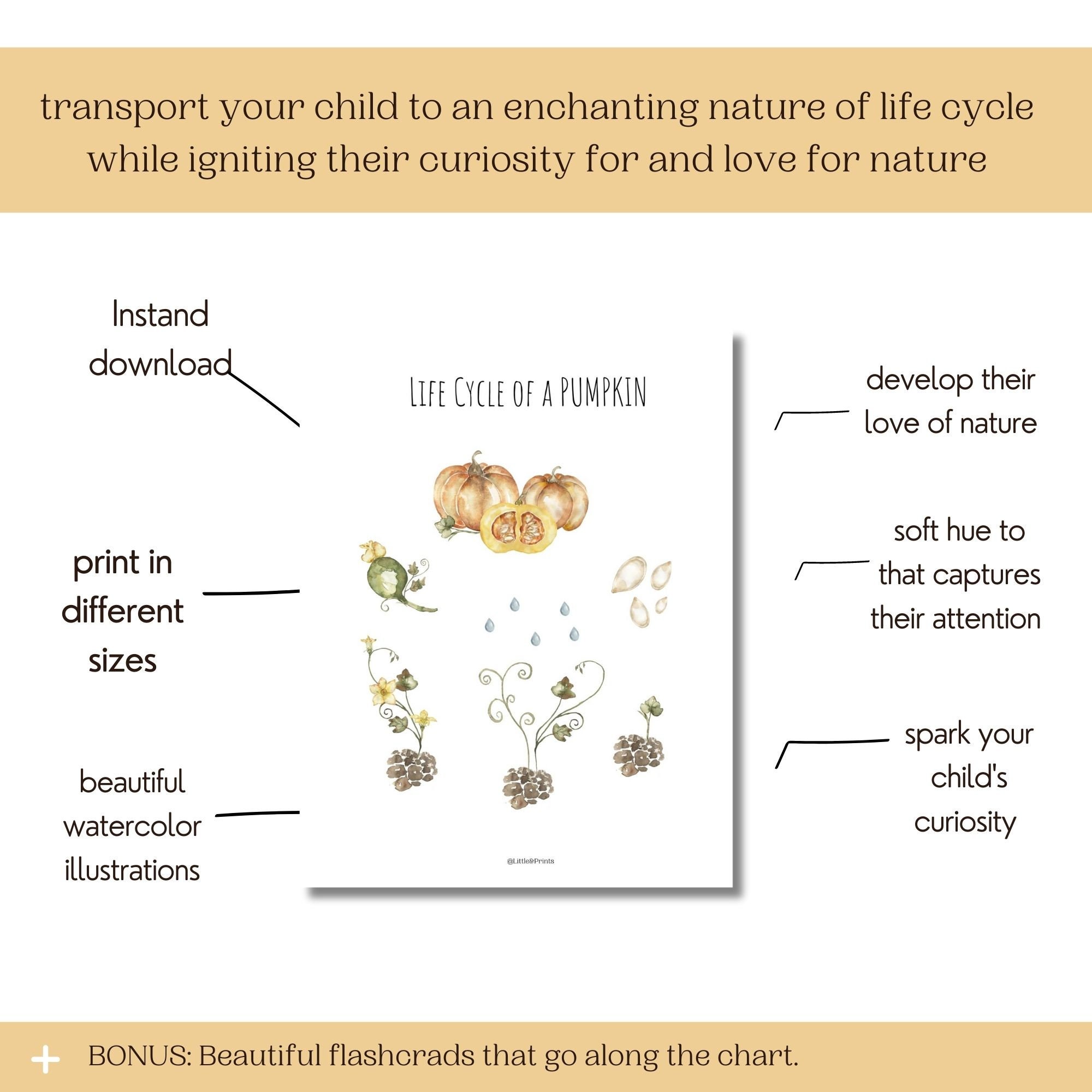 Pumpkin Life Cycle Poster Pumpkin Flashcards Homeschool Decor Pumpkin ...
