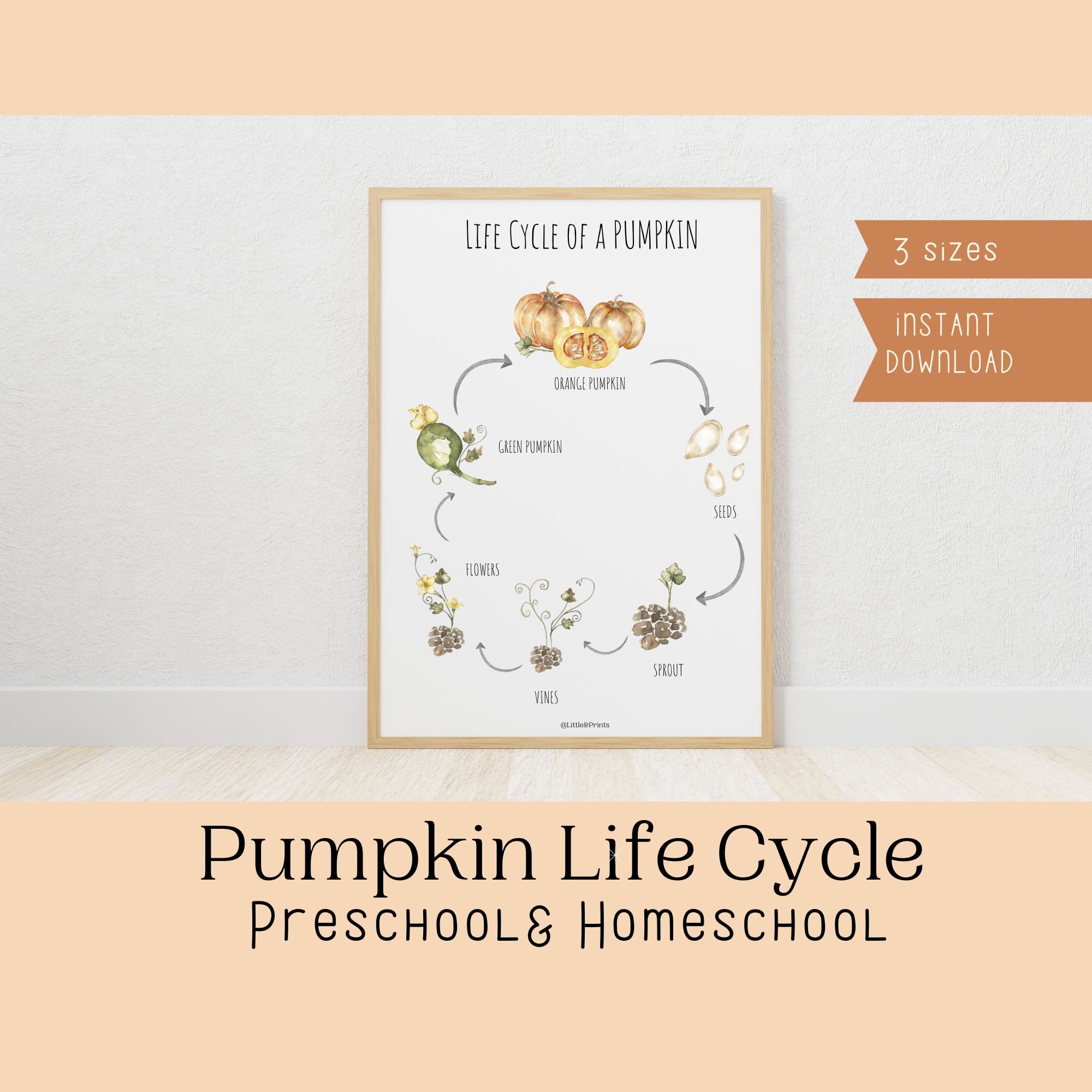 Pumpkin Life Cycle Poster Pumpkin Flashcards Homeschool Decor Pumpkin ...