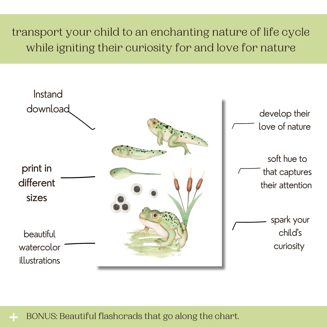 Frog Life Cycle Poster Frog Flash Cards Preschool Homeschool Decor ...