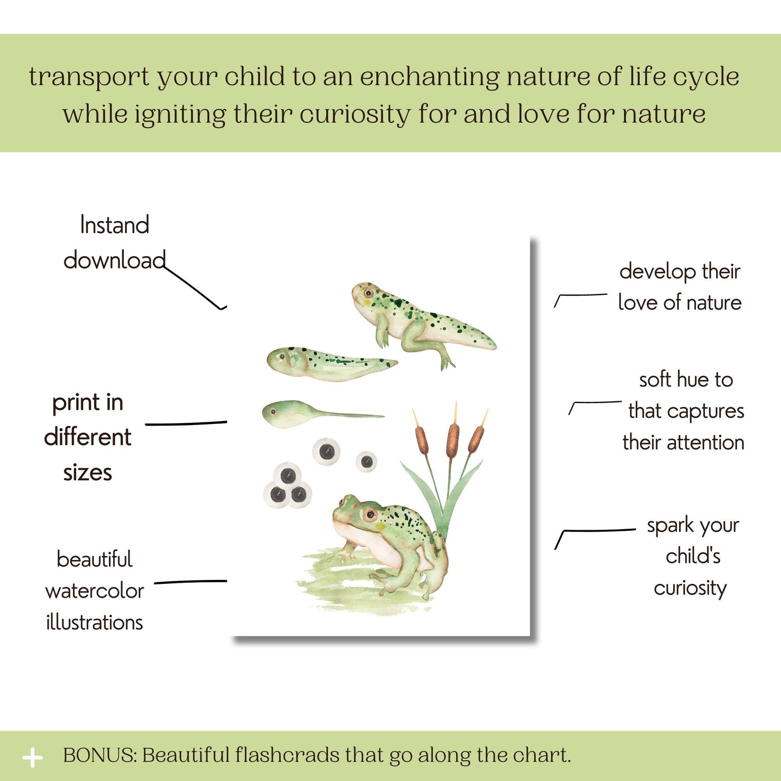 Frog Life Cycle Poster Frog Flash Cards Preschool Homeschool Decor ...