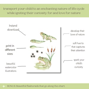 Frog Life Cycle Poster Frog Flash Cards Preschool Homeschool Decor ...