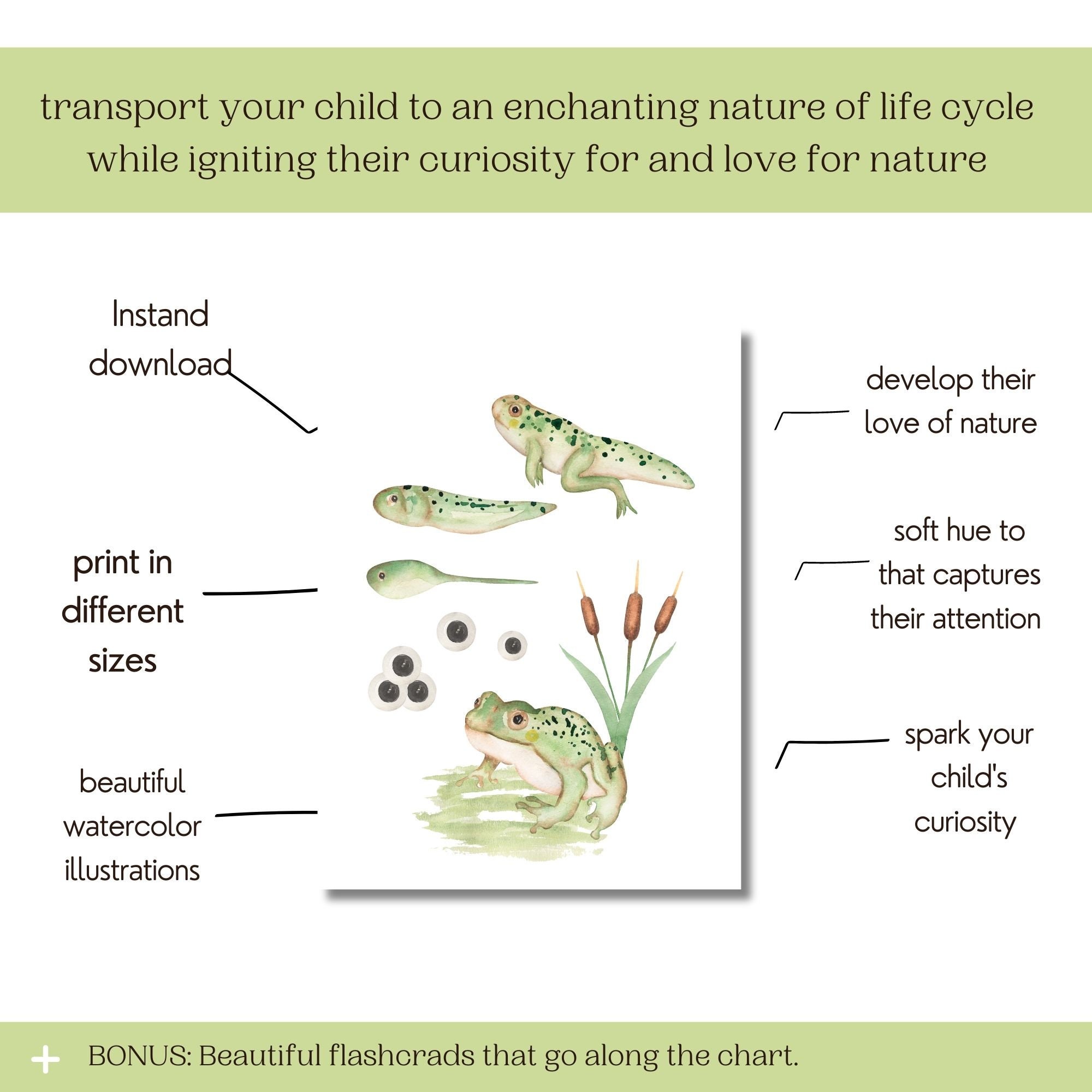 Frog Life Cycle Poster Frog Flash Cards Preschool Homeschool Decor ...