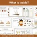 Mini Beasts Unit Study: Nature Homeschool Printable (PDF) - Etsy