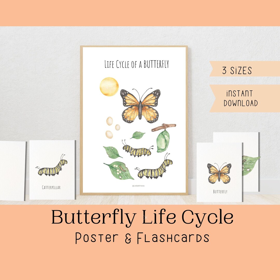 Butterfly Life Cycle Poster With Flashcards Nature Homeschool Decor ...