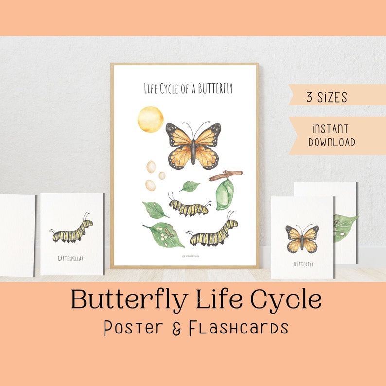 Butterfly Life Cycle Poster With Flashcards Nature Homeschool Decor ...