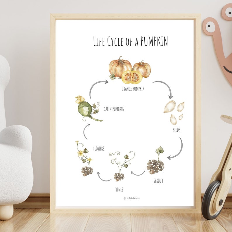 Pumpkin Life Cycle Poster Pumpkin Flashcards Homeschool Decor Pumpkin ...